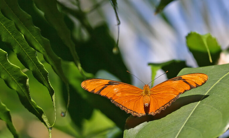 Forest City Rotary Works on It’s Pammel Park Butterfly Garden – Mix 107 ...