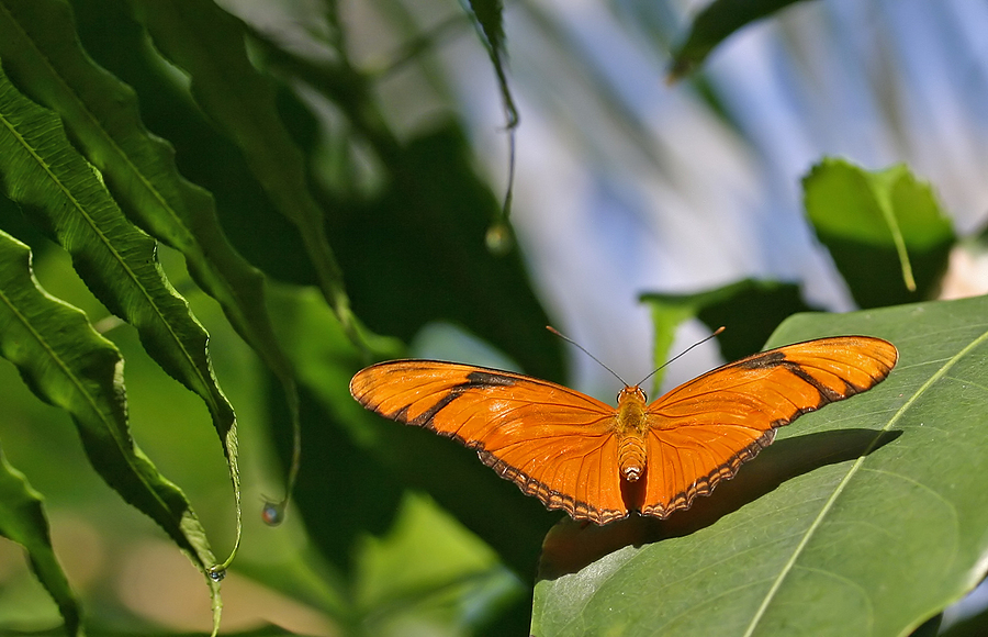 Forest City Rotary Works on It’s Pammel Park Butterfly Garden – Mix 107 ...
